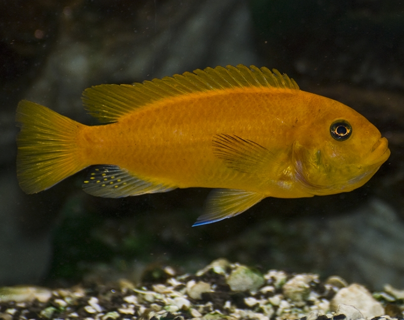 Maylandia estherae - Червена зебра | Българска аквариумна енциклопедия