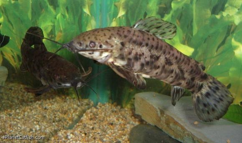 Megalechis thoracata - Мегалехис тораката | Българска аквариумна ...