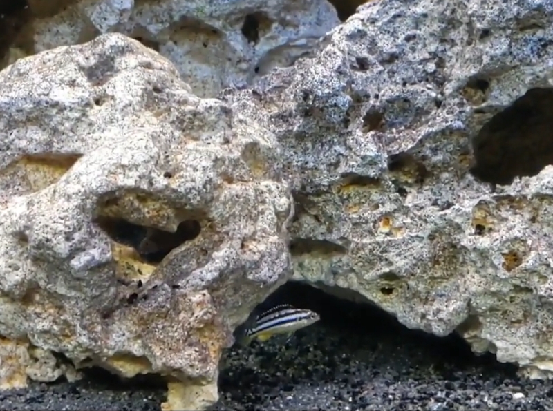 Melanochromis auratus - Златна мбуна | Българска аквариумна енциклопедия
