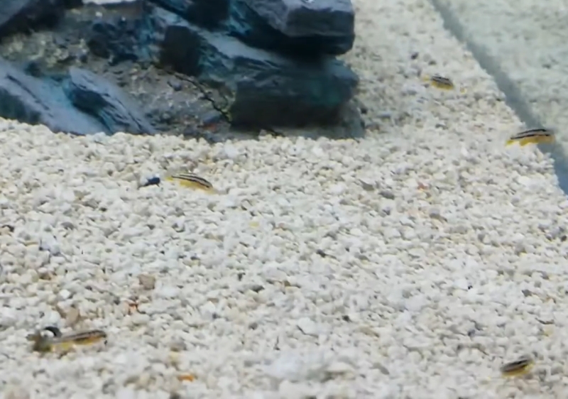 Melanochromis auratus - Златна мбуна | Българска аквариумна енциклопедия