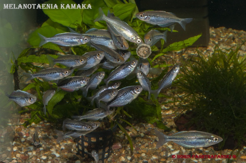 Melanotaenia kamaka - Kamaka Rainbowfish | Българска аквариумна ...