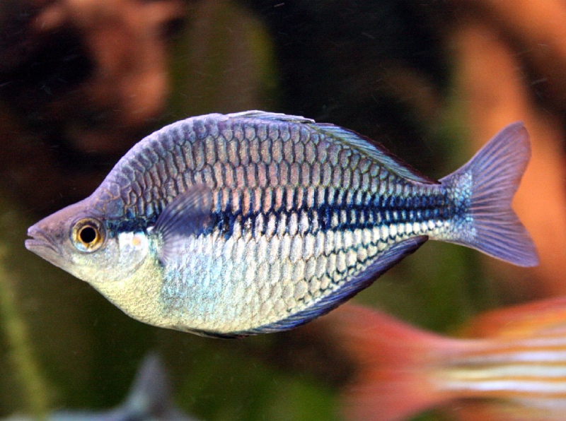 Melanotaenia kamaka - Kamaka Rainbowfish | Българска аквариумна ...