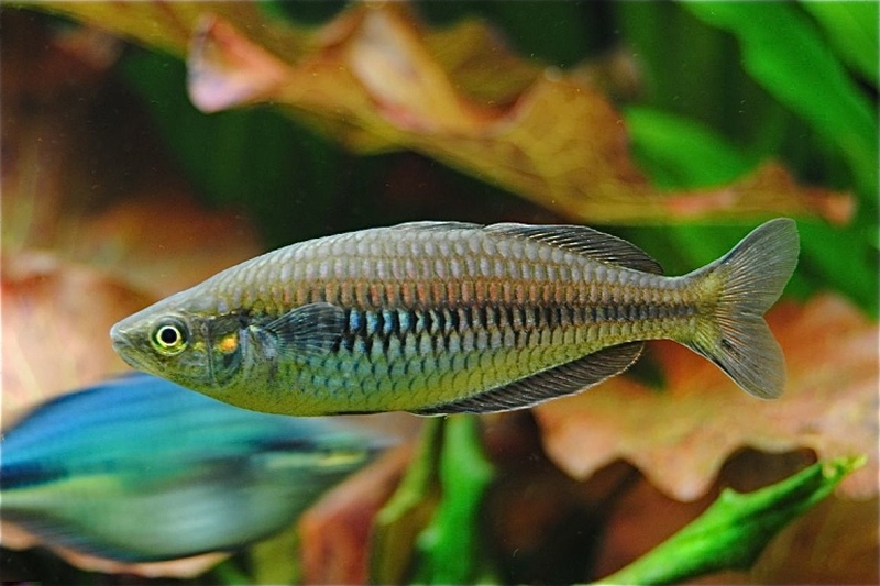 Melanotaenia parva - Lake Kurumoi Rainbowfish | Българска аквариумна ...