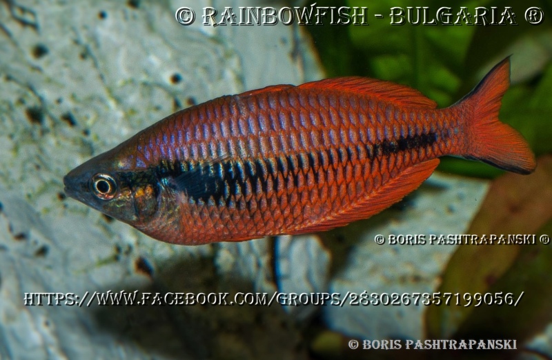 Melanotaenia parva - Lake Kurumoi Rainbowfish | Българска аквариумна ...