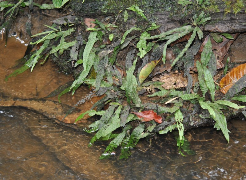 Leptochilus pteropus - Микрозорум, Яванска папрат | Българска ...