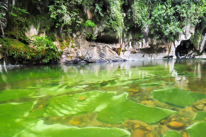 Moenkhausia oligolepis - Моенкаузия олиголепис | Българска аквариумна ...