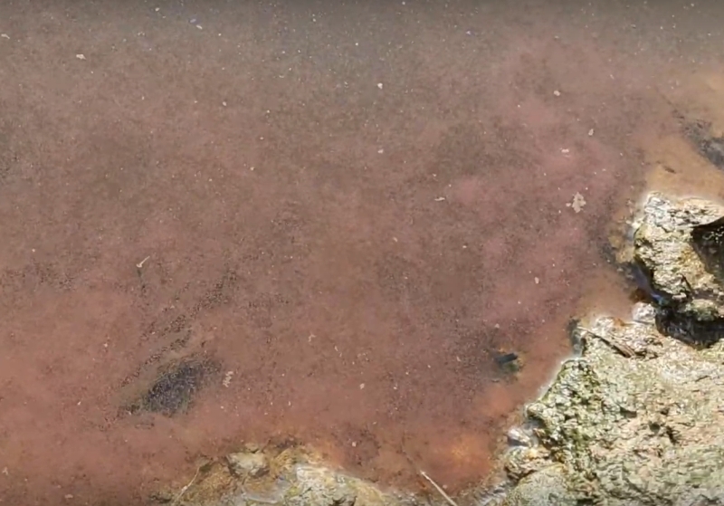 Моина | Българска аквариумна енциклопедия