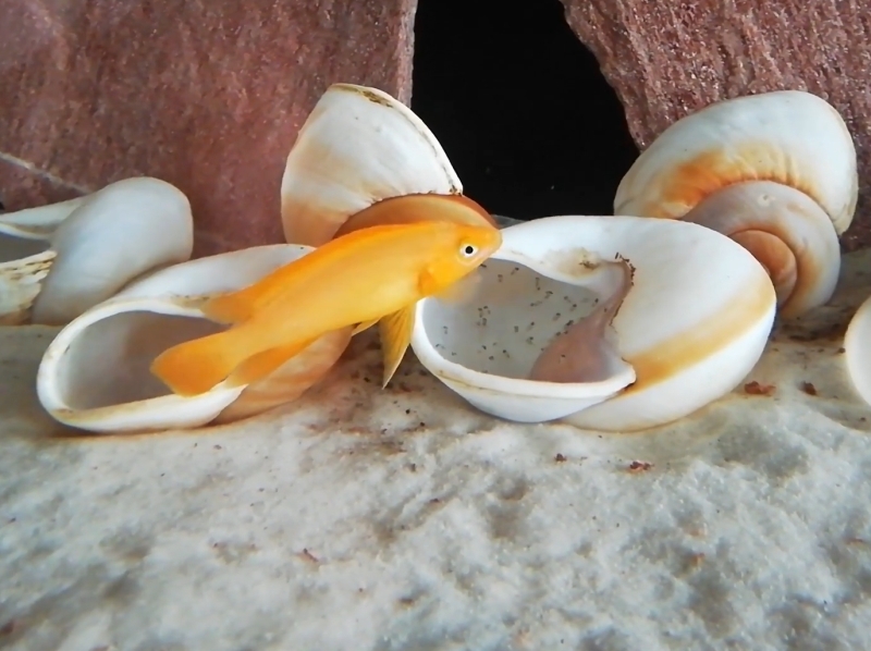 Neolamprologus leleupi - Лимонен лампрологус | Българска аквариумна ...