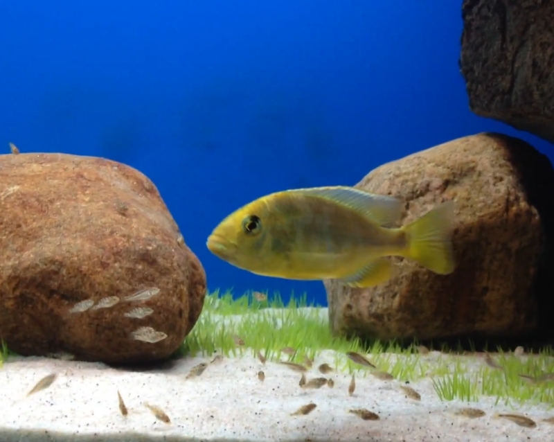 Nimbochromis venustus - Златен леопард | Българска аквариумна енциклопедия