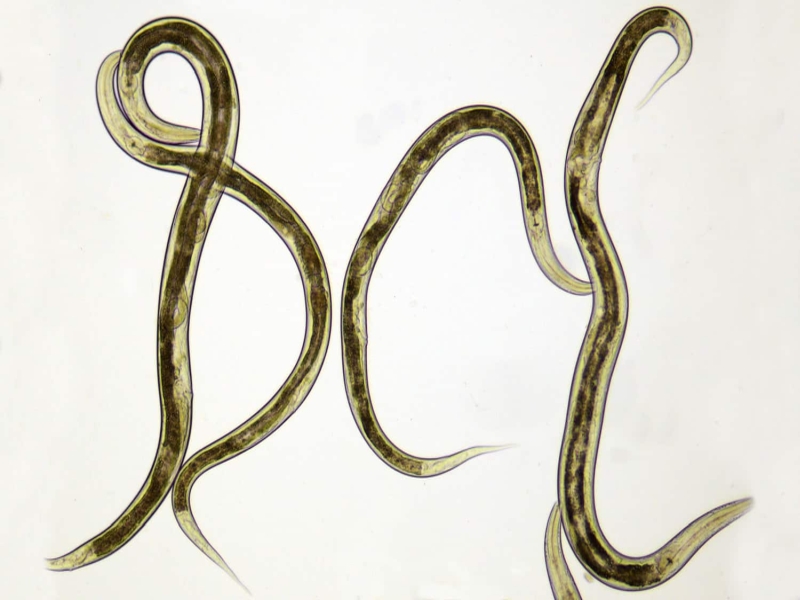 Микрочервей | Българска аквариумна енциклопедия