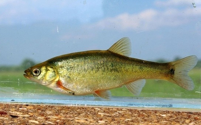 Phoxinus phoxinus - Европейска лещанка | Българска аквариумна енциклопедия