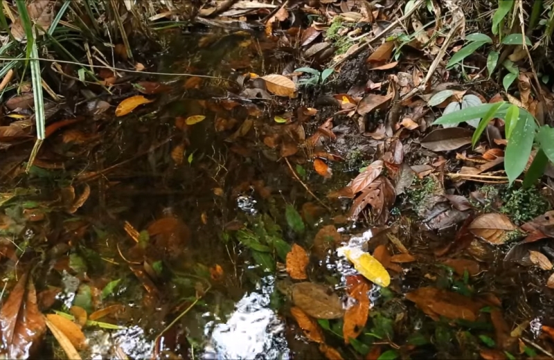 Rasbora kalochroma - Расбора клоун | Българска аквариумна енциклопедия