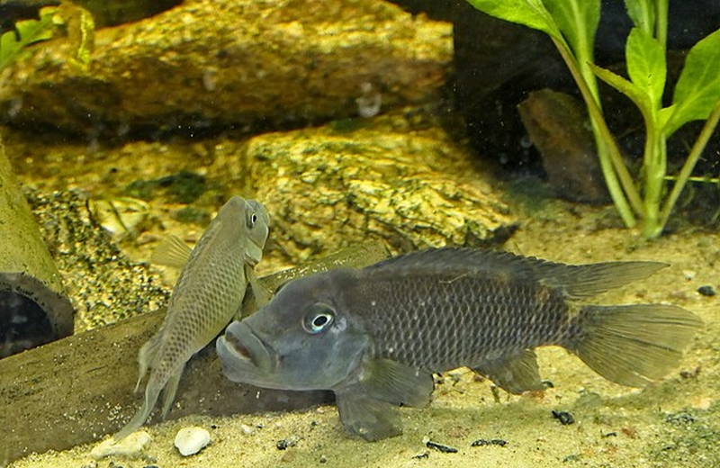 Steatocranus casuarius - Лъвоглава цихлида | Българска аквариумна ...