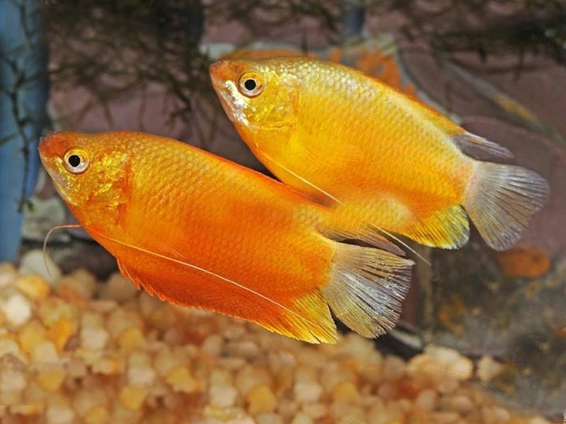 Trichogaster labiosa - Трихогастер лабиоза | Българска аквариумна ...