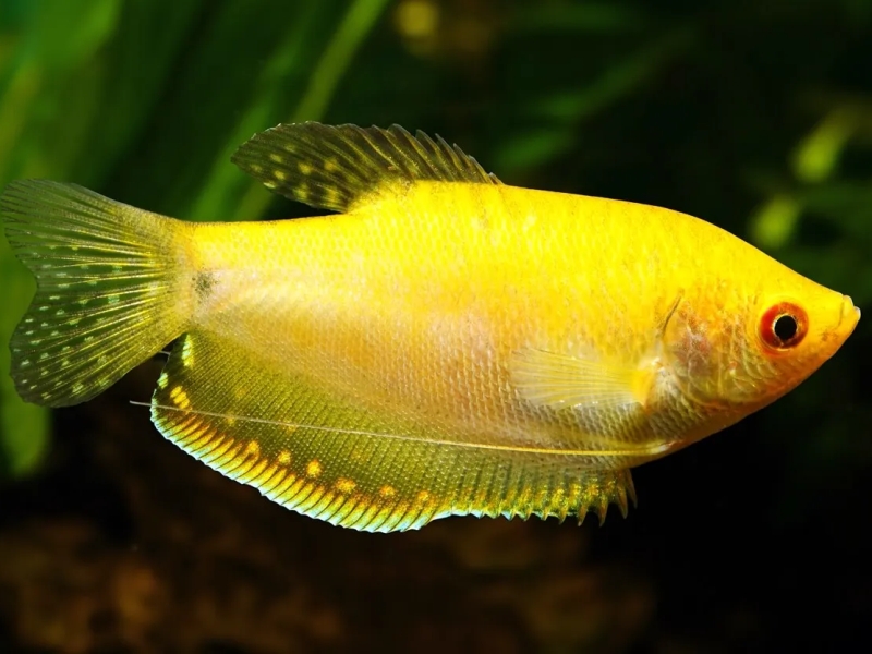 Trichopodus trichopterus - Син трихоподус | Българска аквариумна ...