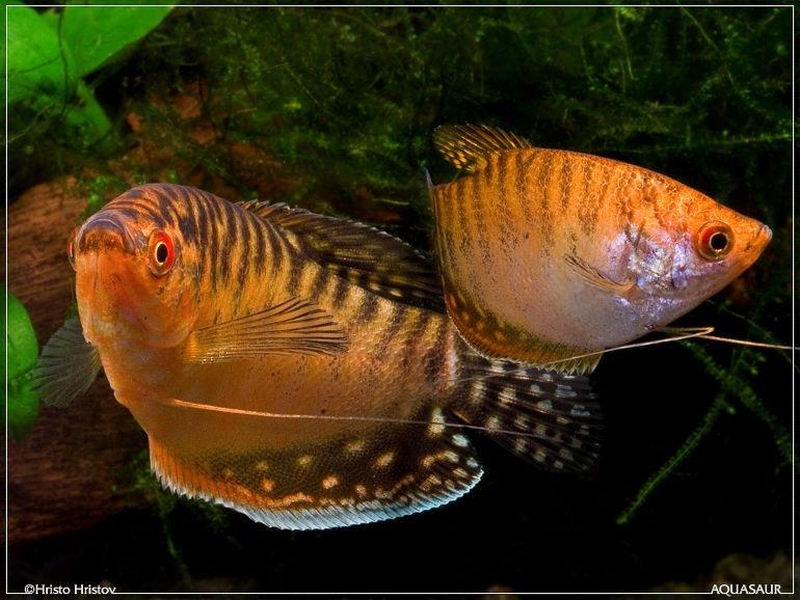 Trichopodus trichopterus - Син трихоподус | Българска аквариумна ...