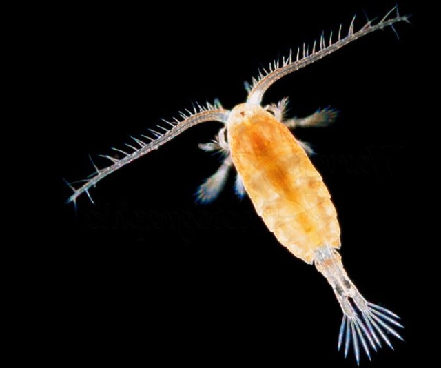 Циклопс | Българска аквариумна енциклопедия